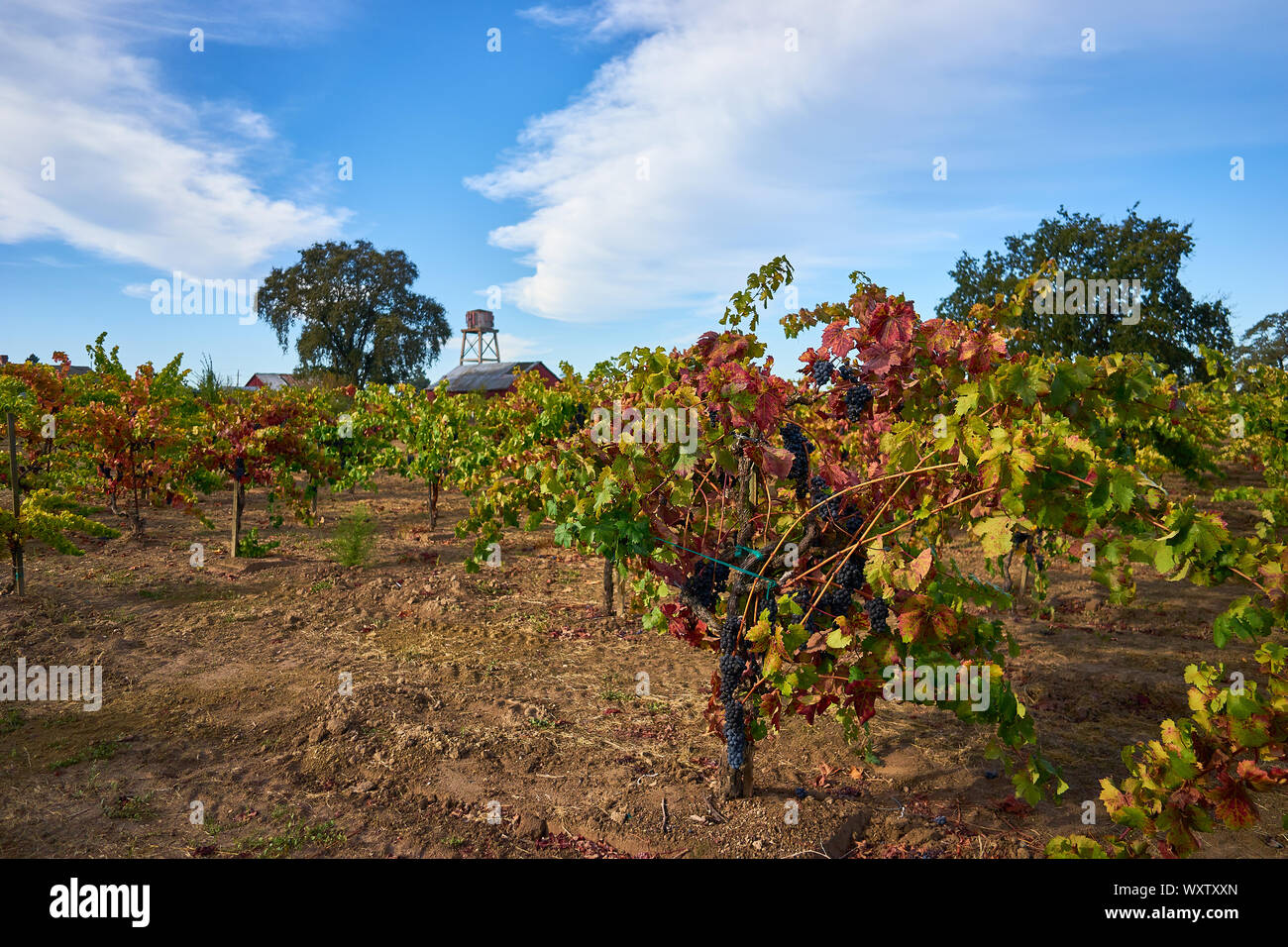 Fall Grape Leaves And Vines High Resolution Stock Photography and ...