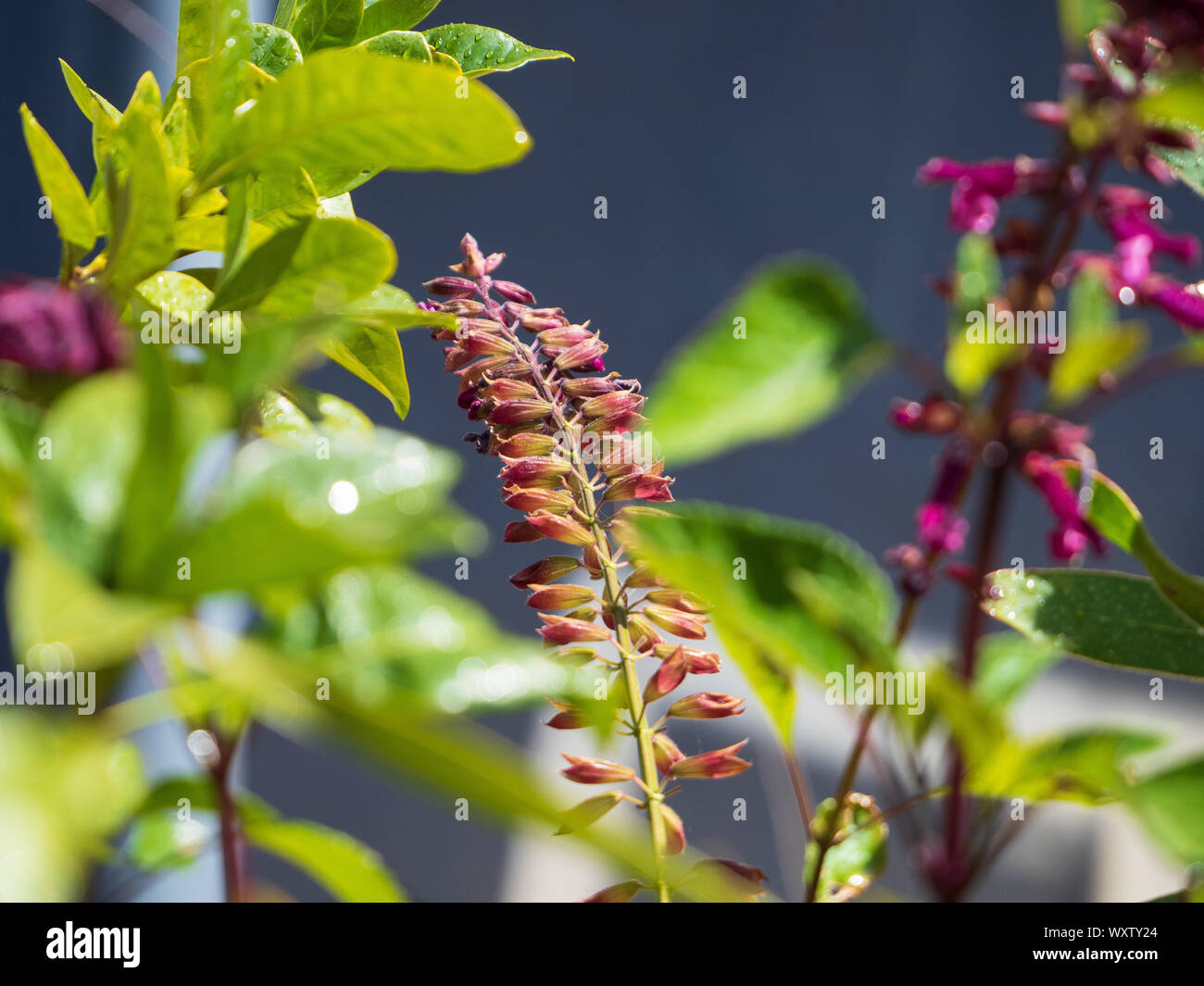 Salvia Flower High Resolution Stock Photography and Images - Alamy