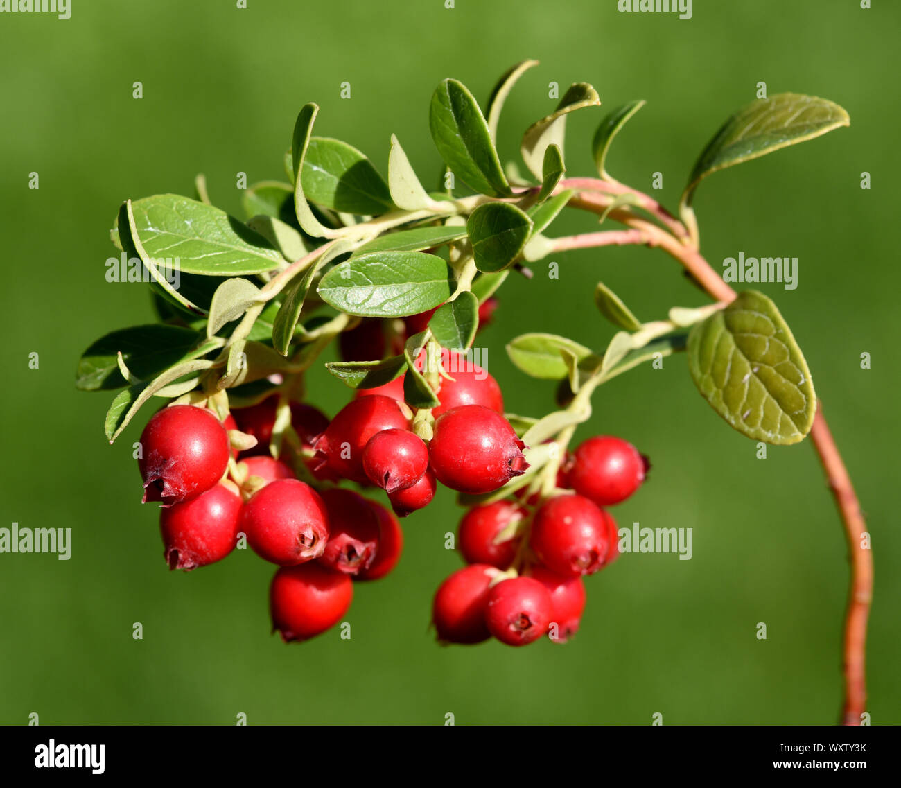 Cranberry, Vaccinium macrocarpon, auch Moosbeere oder Amerikanische ...