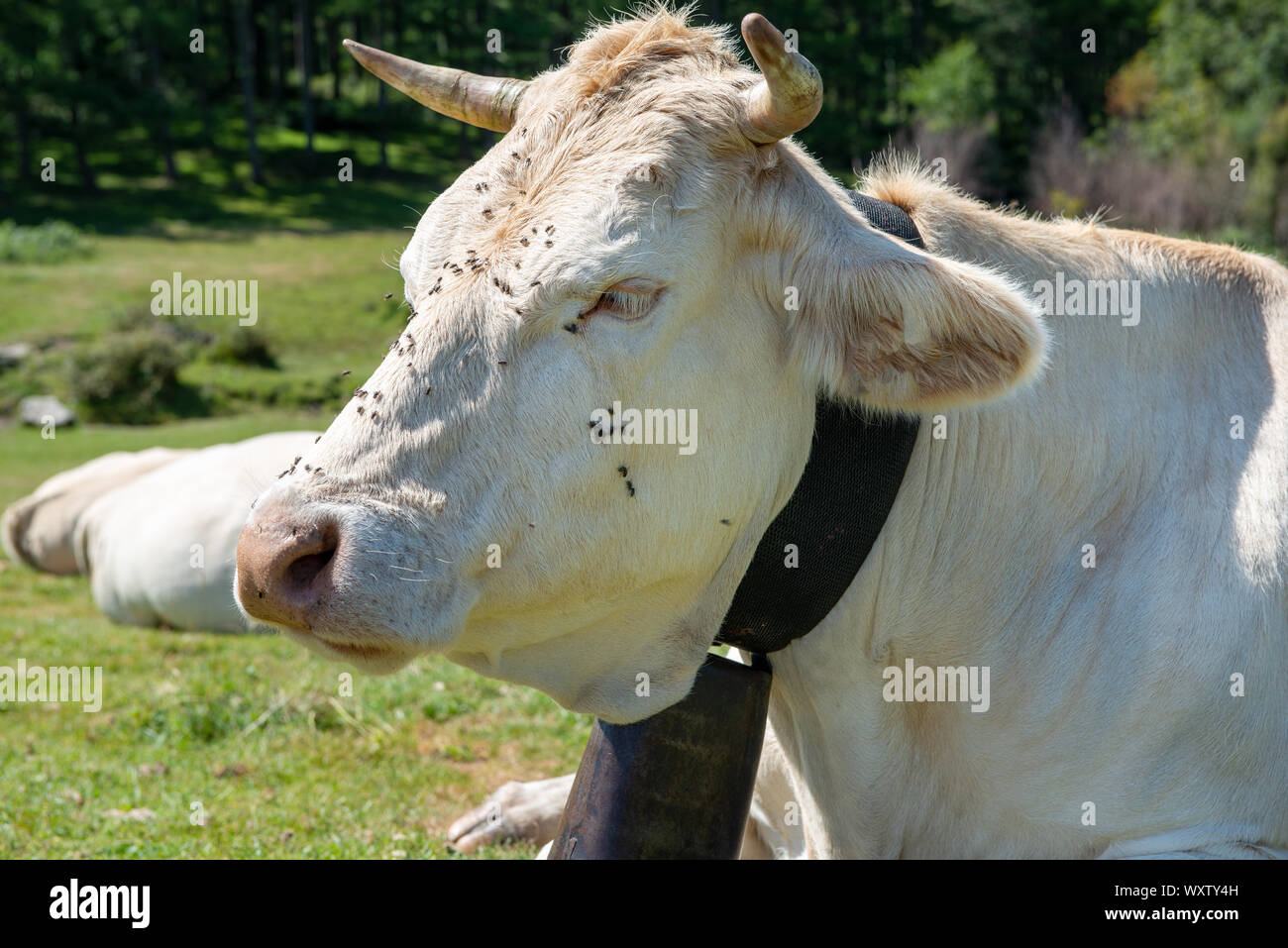 a close up of head of cow with cowbell Stock Photo - Alamy