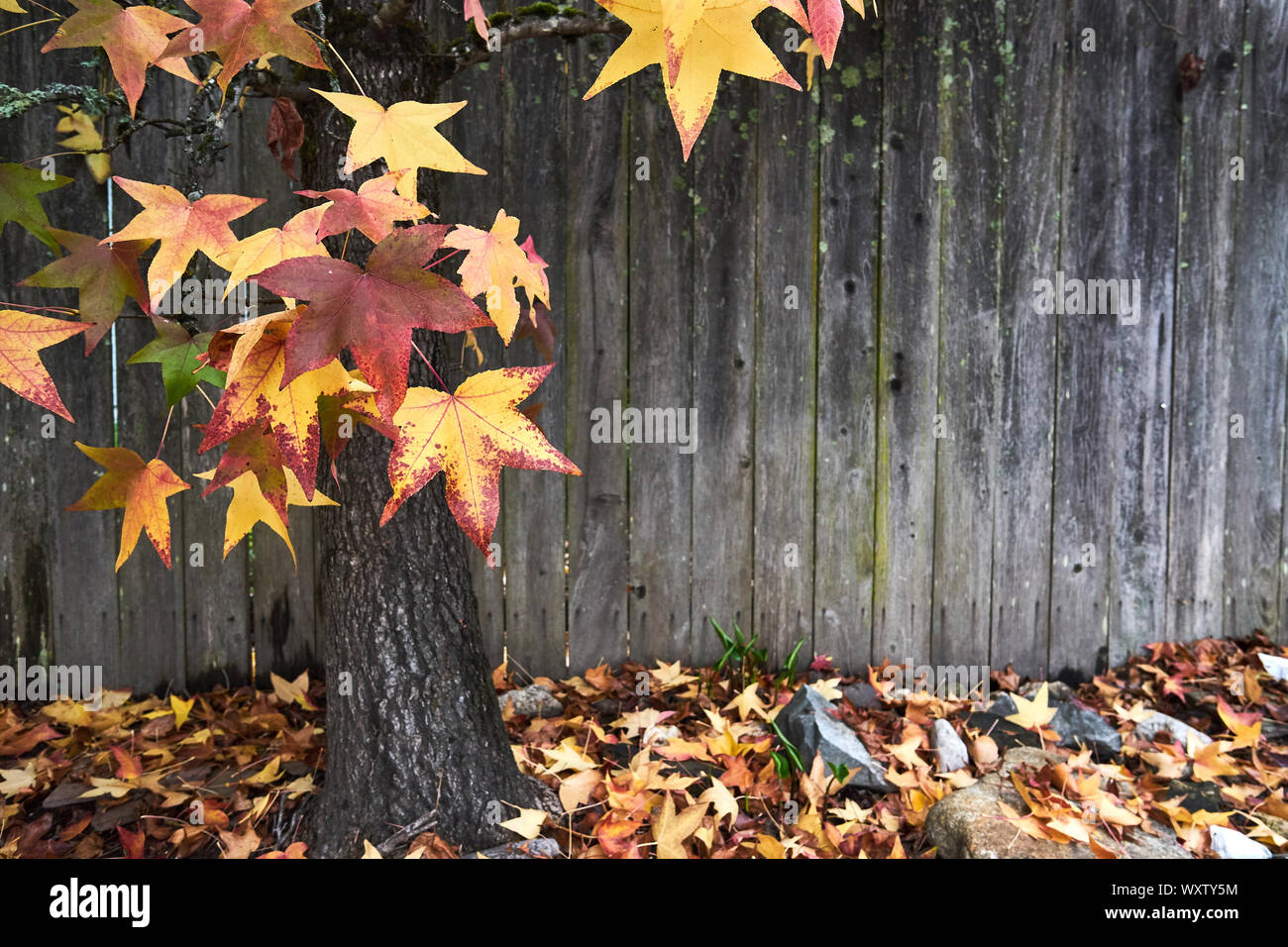 Sweet gum tree hi-res stock photography and images - Alamy