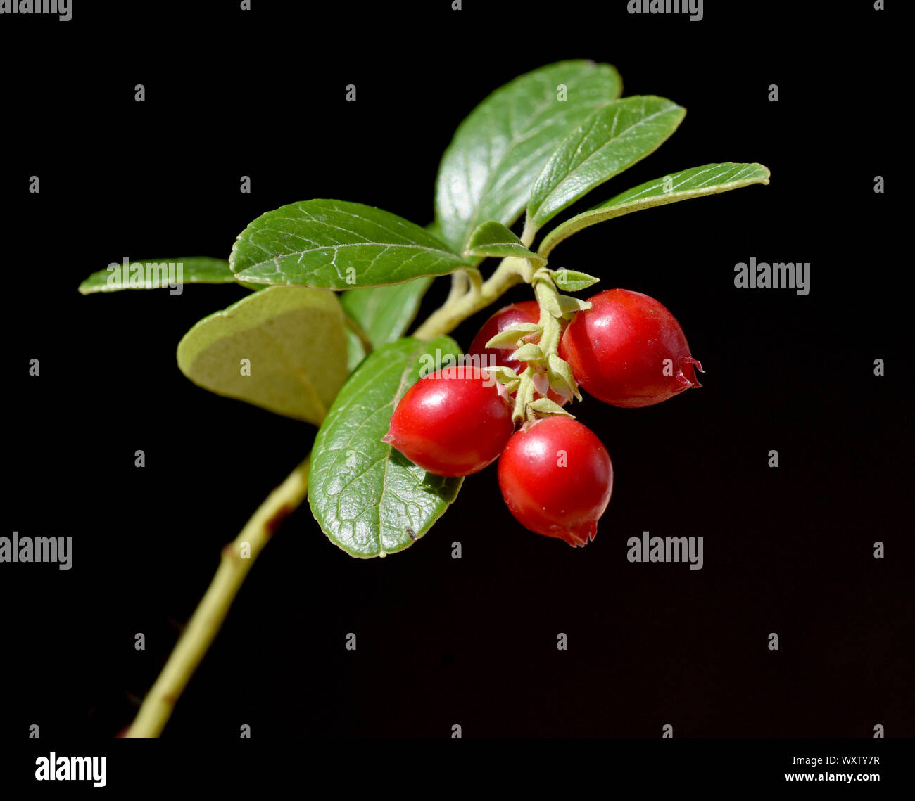Cranberry, Vaccinium macrocarpon, auch Moosbeere oder Amerikanische ...