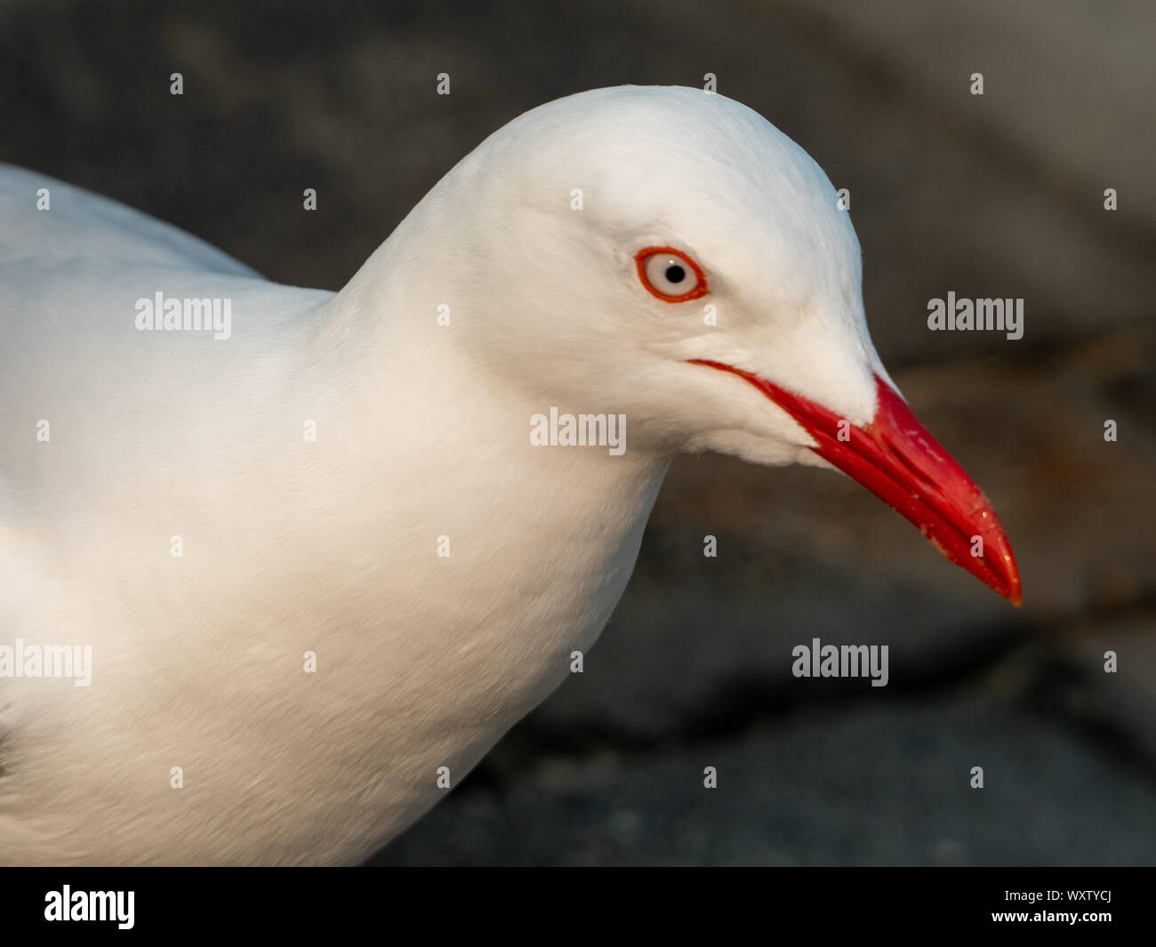 Closeup of a white feathered Seagull with and orange beak and white eye ...
