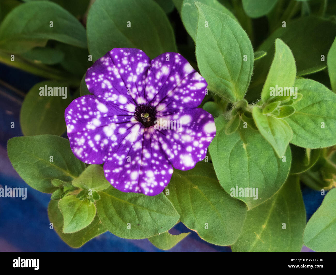 Vibrant coloured Purple and white spotted Night Sky Petunia flower ...