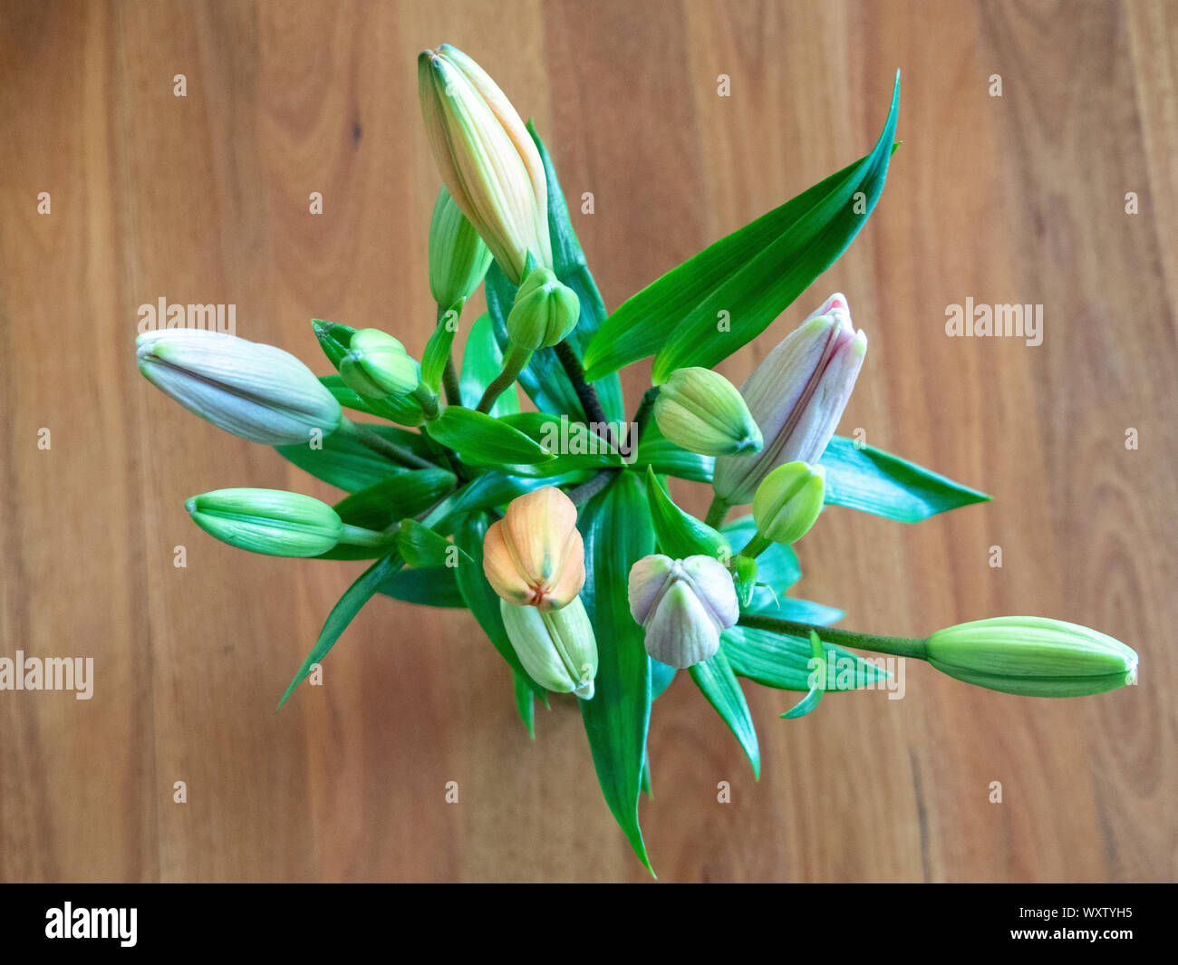 Cut down lilies hi-res stock photography and images - Alamy