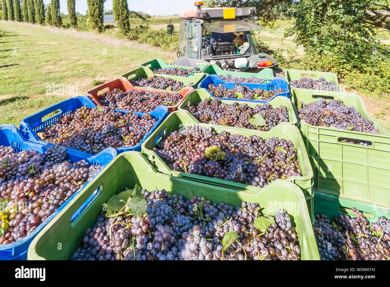 Grapes plastic box hi-res stock photography and images - Alamy