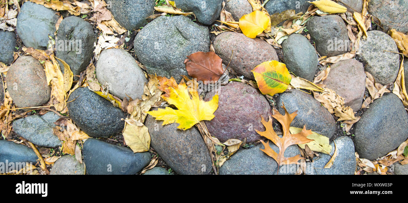 Autumn leaves on cobblestones of Beacon Hill in the historic district ...