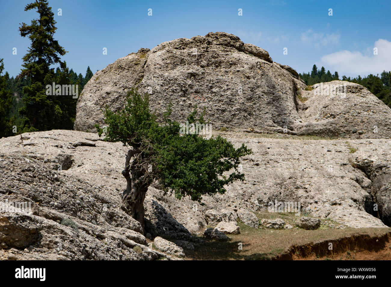 Healthy green trees in a forest of old spruce, fir and pine trees on ...