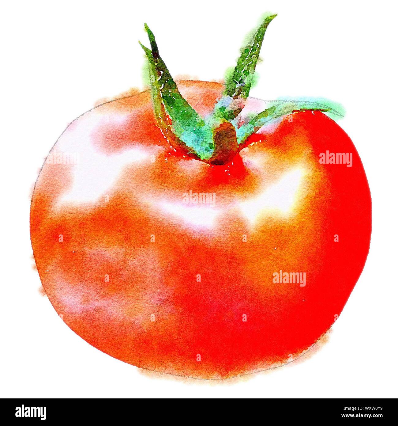 Tomato Watercolor Painting
