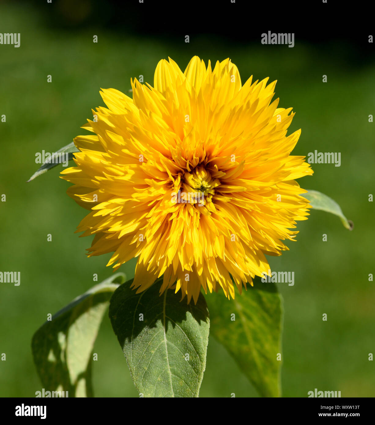 Sonnenblume, Helianthus annuus, ist eine wichtige Oel- und Heilpflanze ...