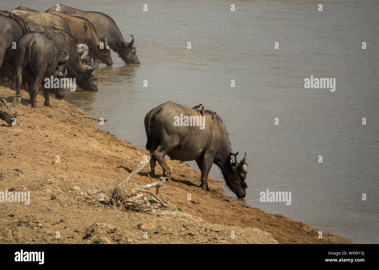 Buffalo drinking water distant from the herd Stock Photo - Alamy
