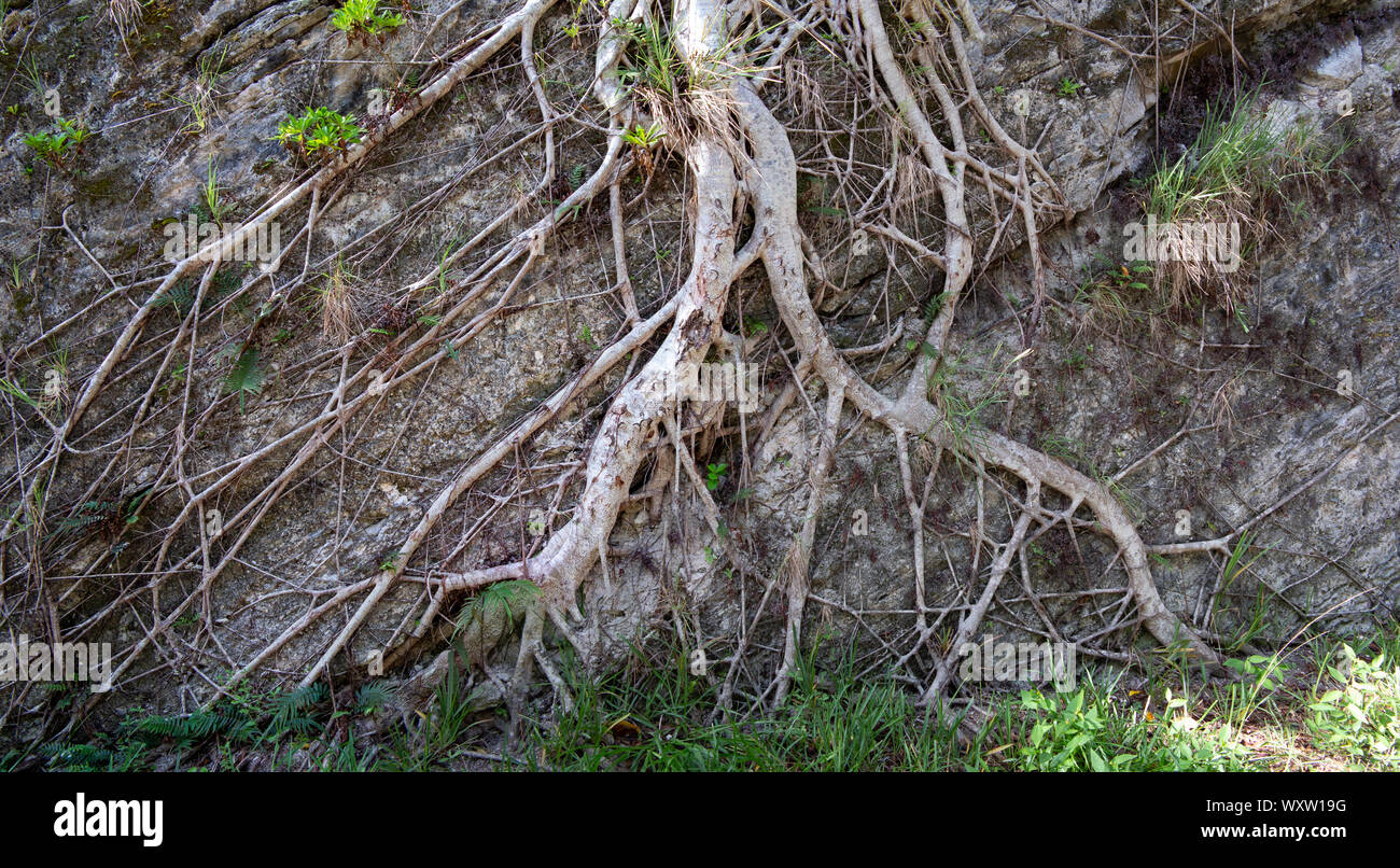 Fanning out hi-res stock photography and images - Alamy