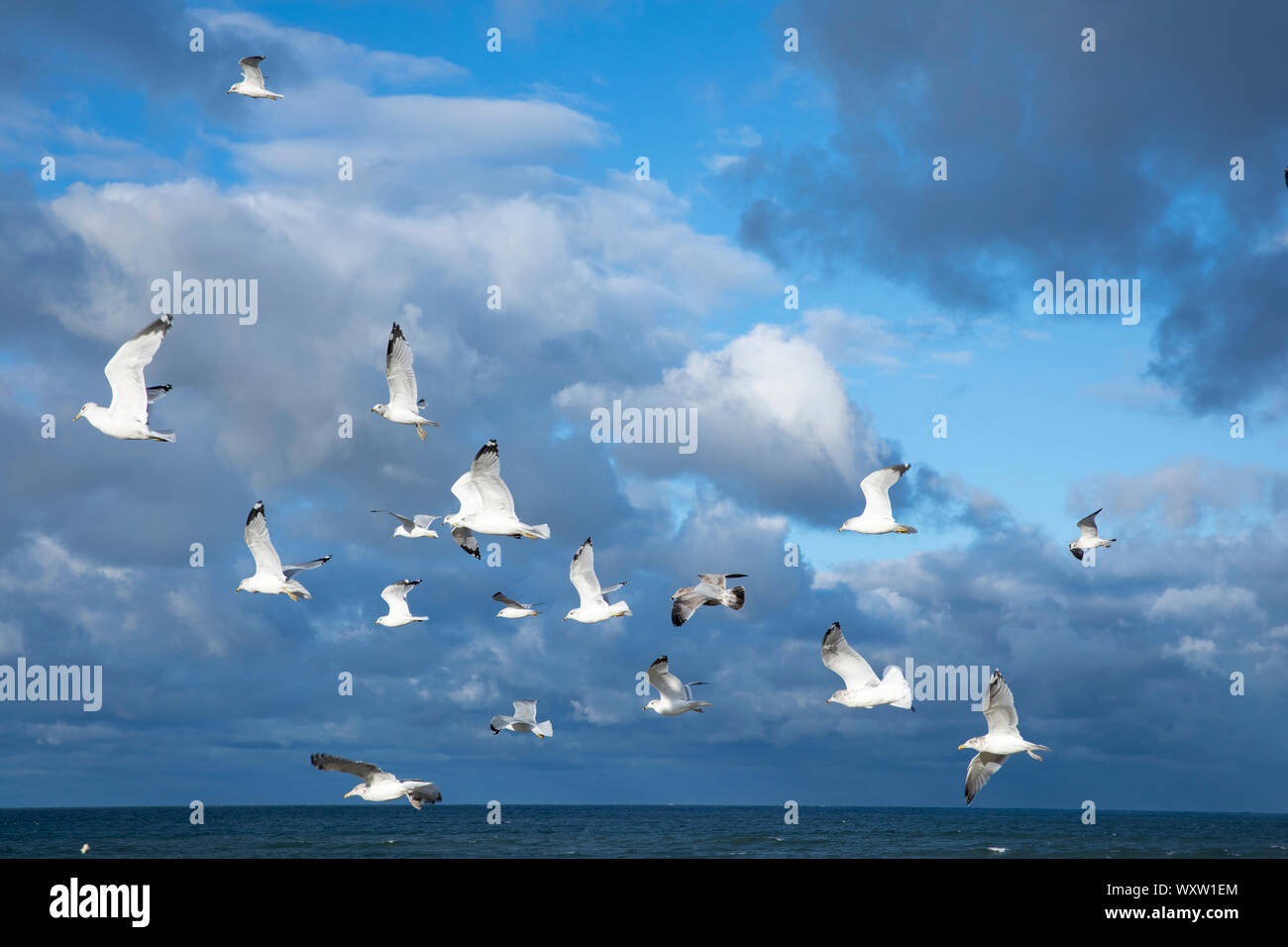 Seagulls in flight hi-res stock photography and images - Alamy