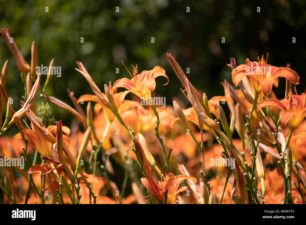 Wild lily flowers hi-res stock photography and images - Alamy