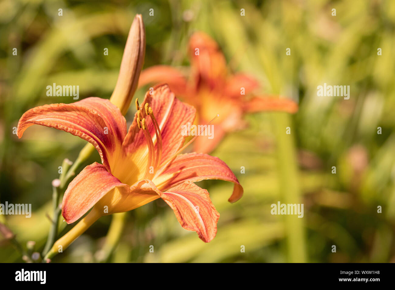 Wild lily flowers hi-res stock photography and images - Alamy