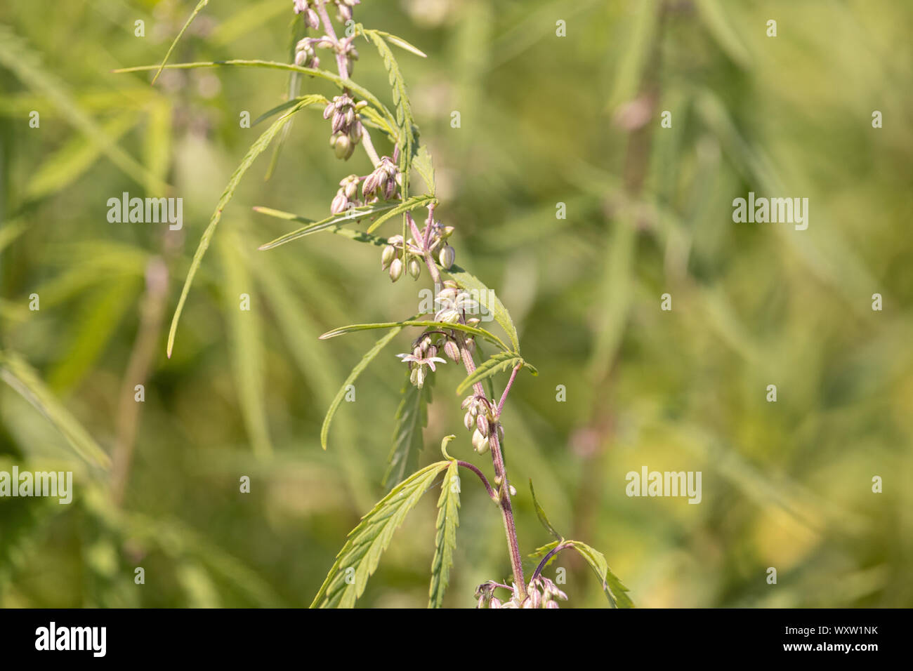 Hemp thickets hi-res stock photography and images - Alamy