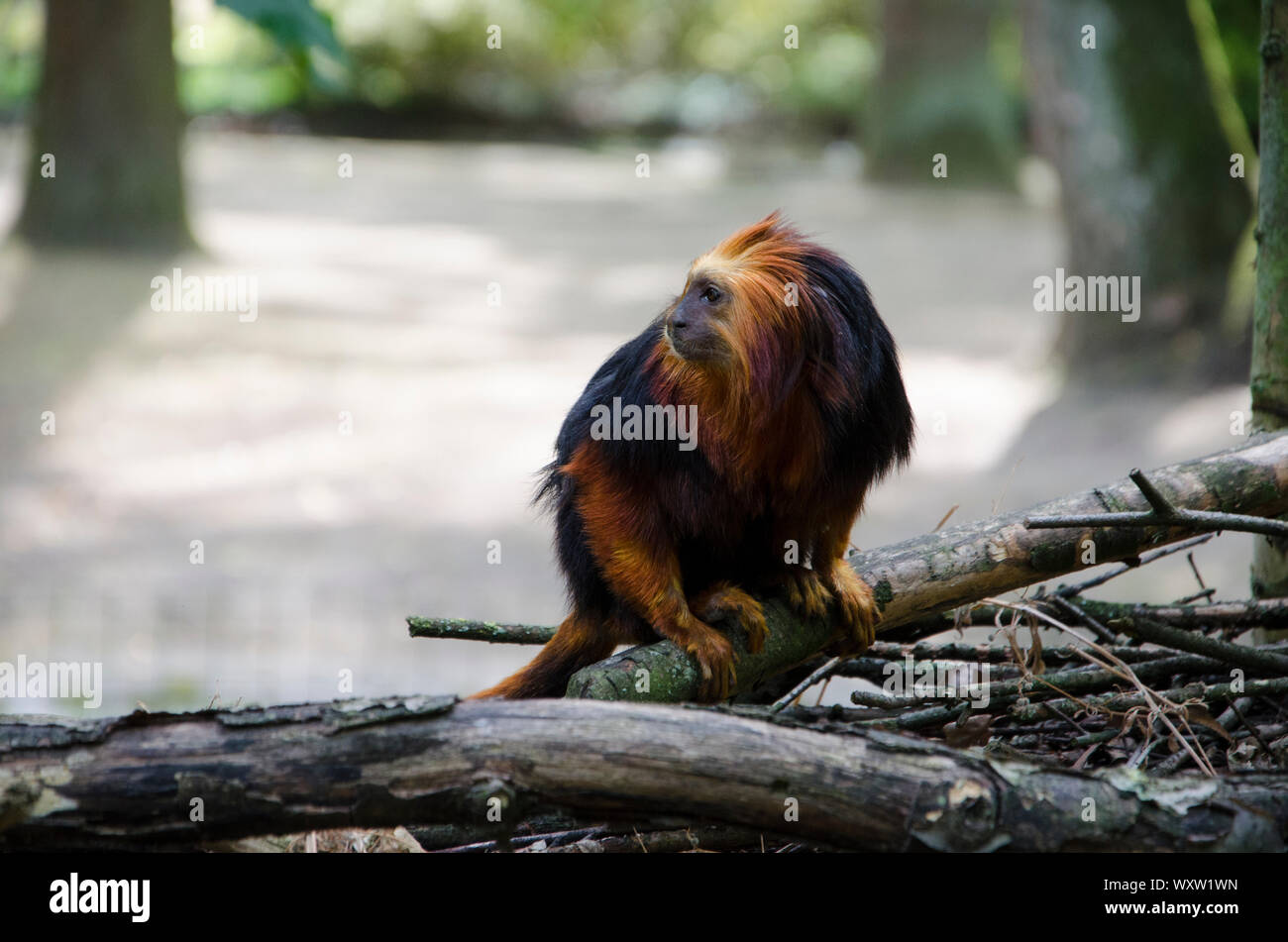 Golden Headed Lion Tamarin close up in his habitat. Monkey with red ...