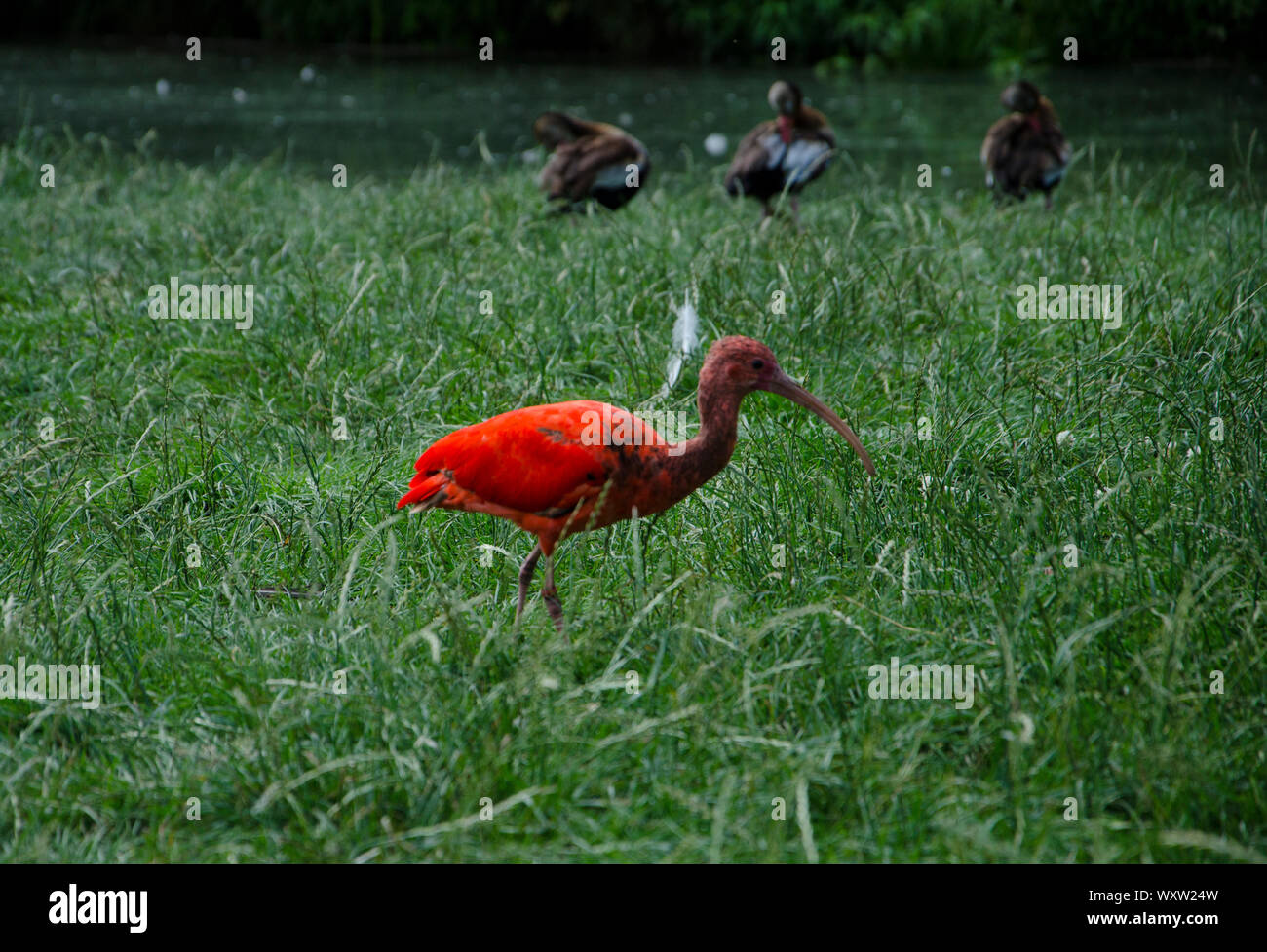 Red orange feather birds hi-res stock photography and images - Alamy
