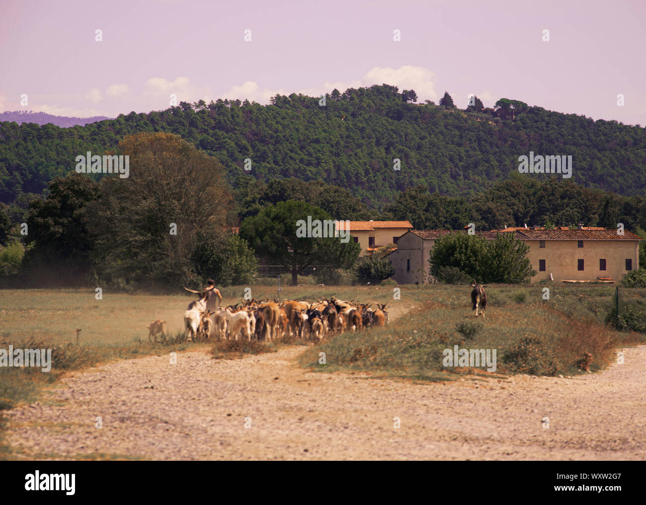 Italy goat farmer tuscany hi-res stock photography and images - Alamy