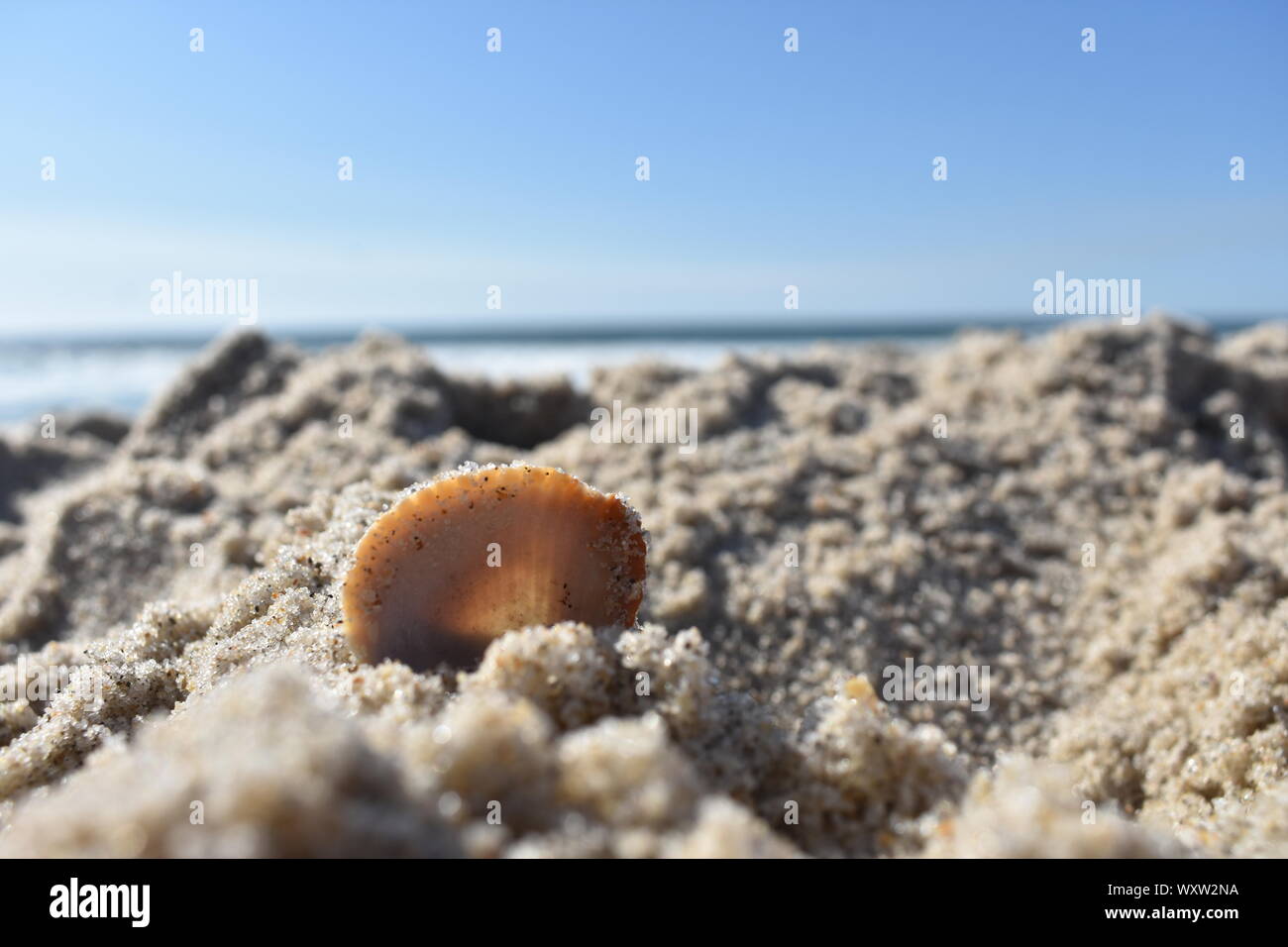 Sea shells in portugal hi-res stock photography and images - Alamy