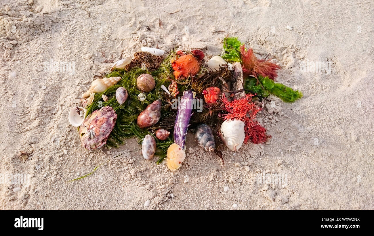 Seaweed art hi-res stock photography and images - Alamy