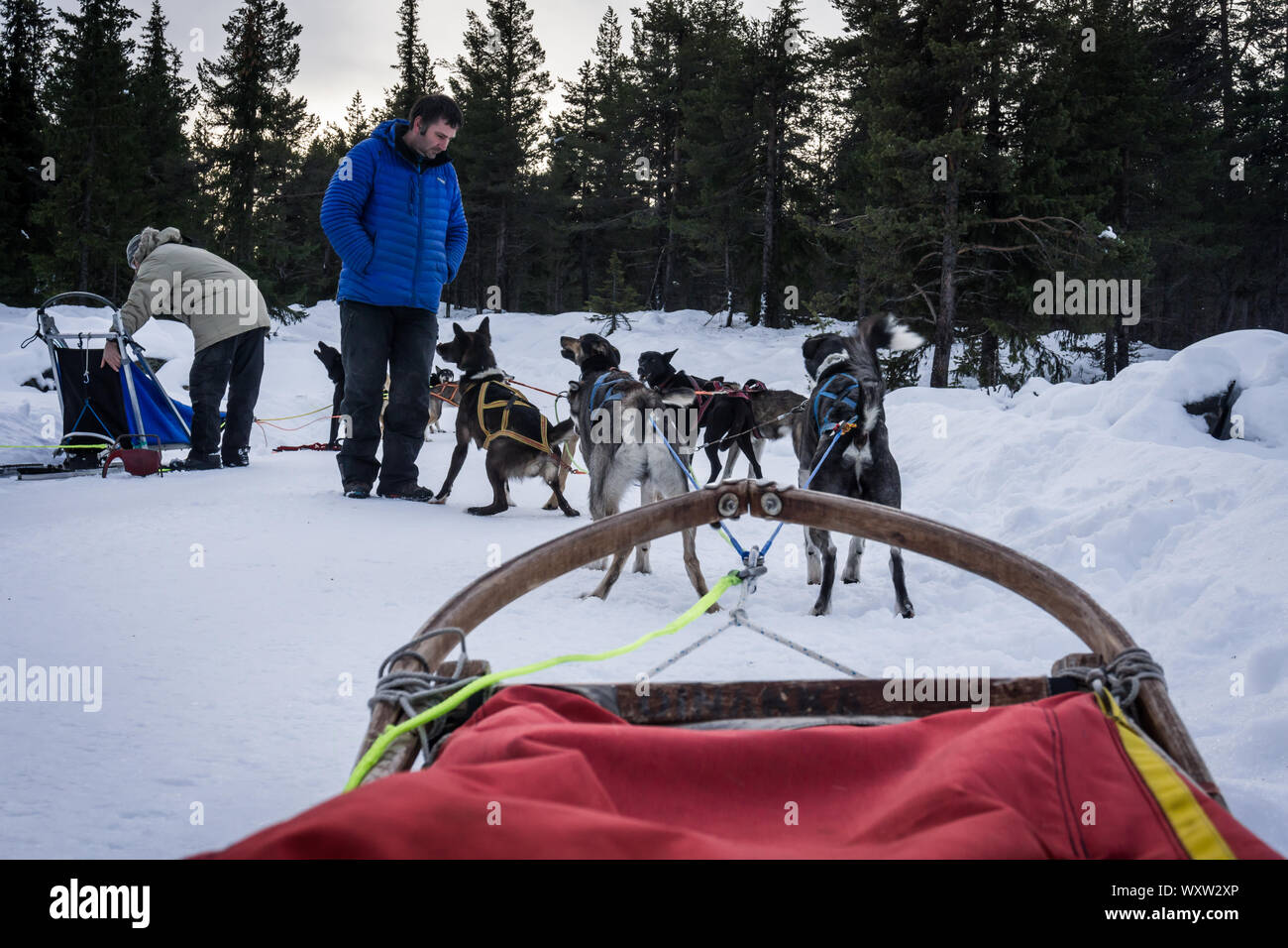 Dogs pov hi-res stock photography and images - Alamy