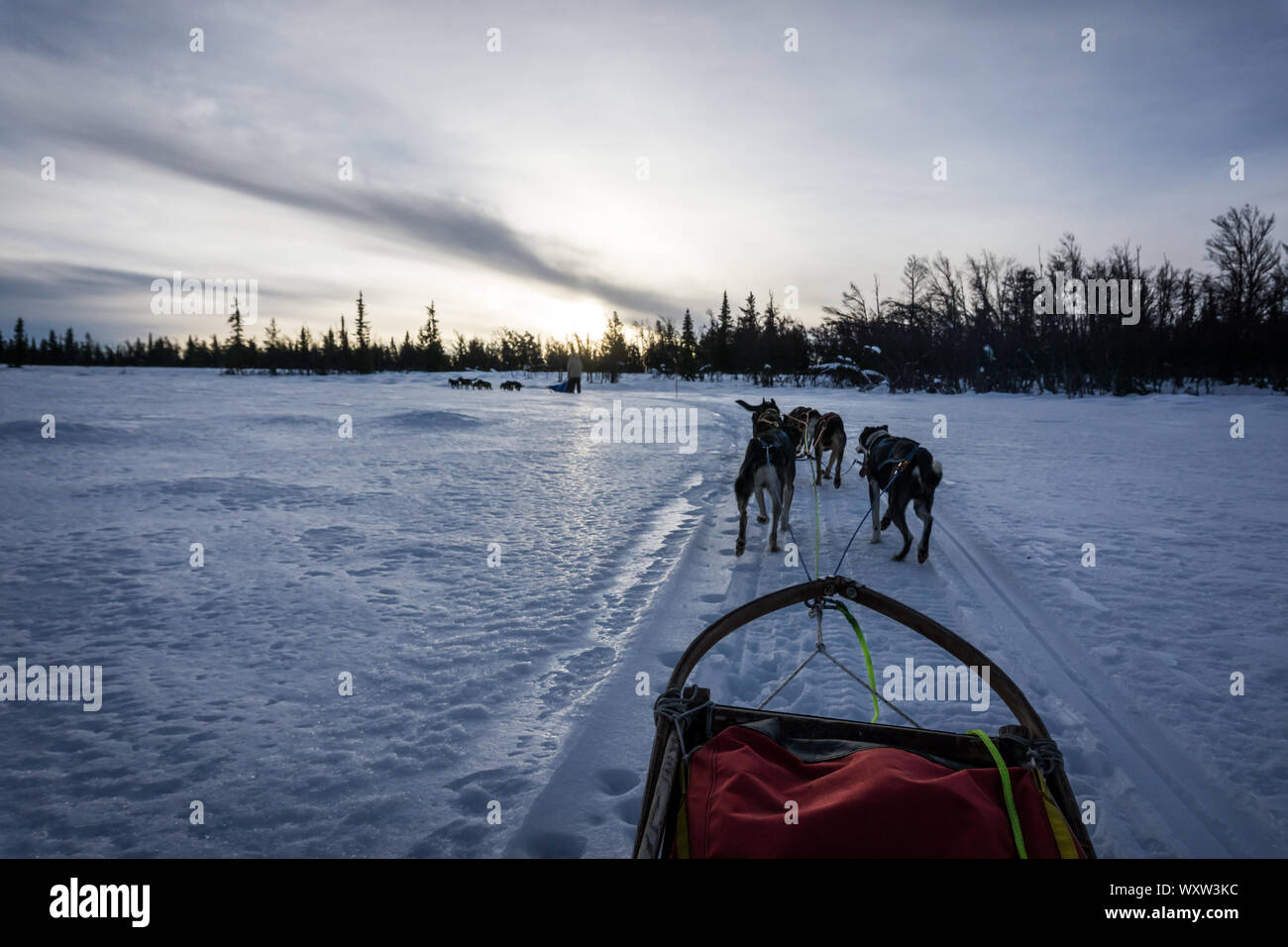 POV image of dog sled ride in Norway in winter Stock Photo - Alamy