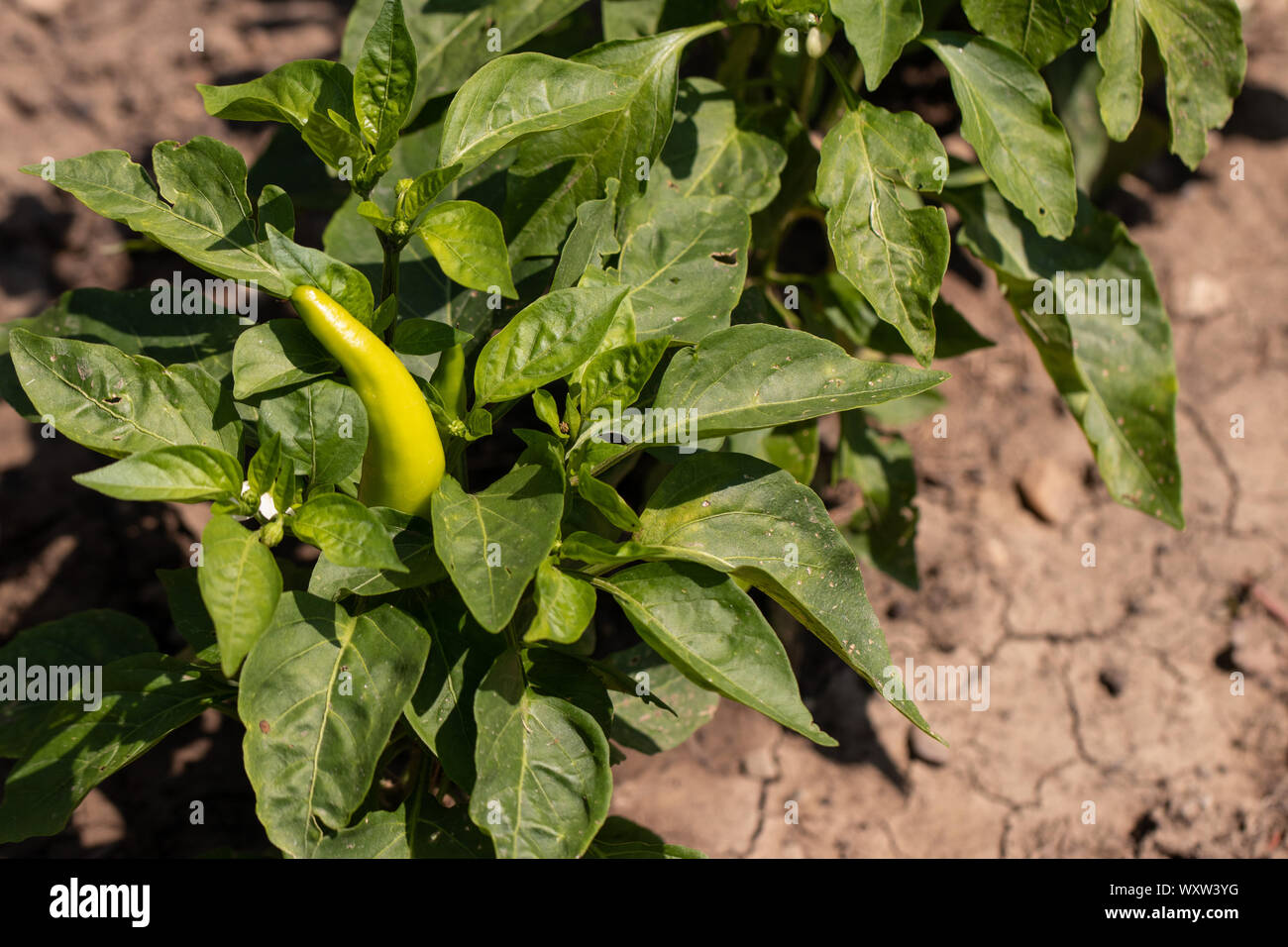 Hungarian pepper hi-res stock photography and images - Alamy