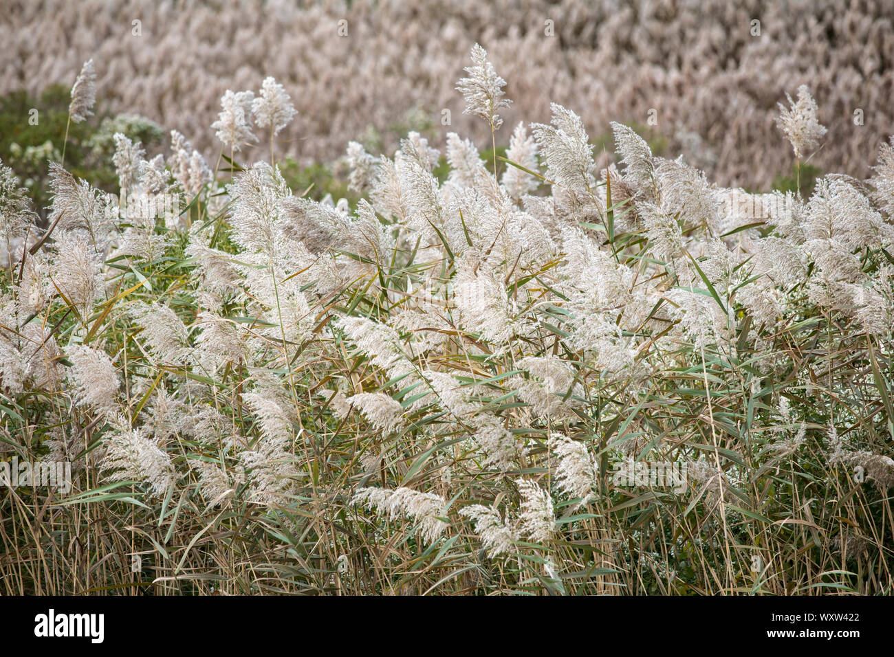 Reeds blowing in the wind in salt marsh on Cape Cod, Massachusetts, USA ...