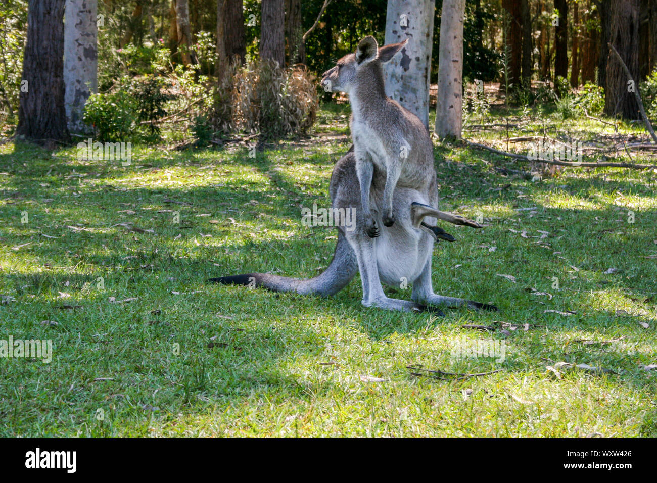 Wild Kangaroos at Morisset Picnic Area, Newcastle, New South Wales ...
