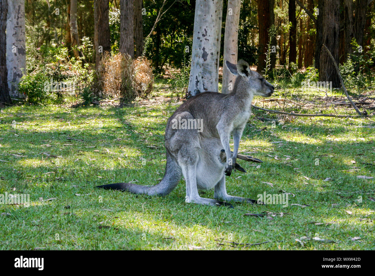 Wilderness retreat australia hi-res stock photography and images - Alamy