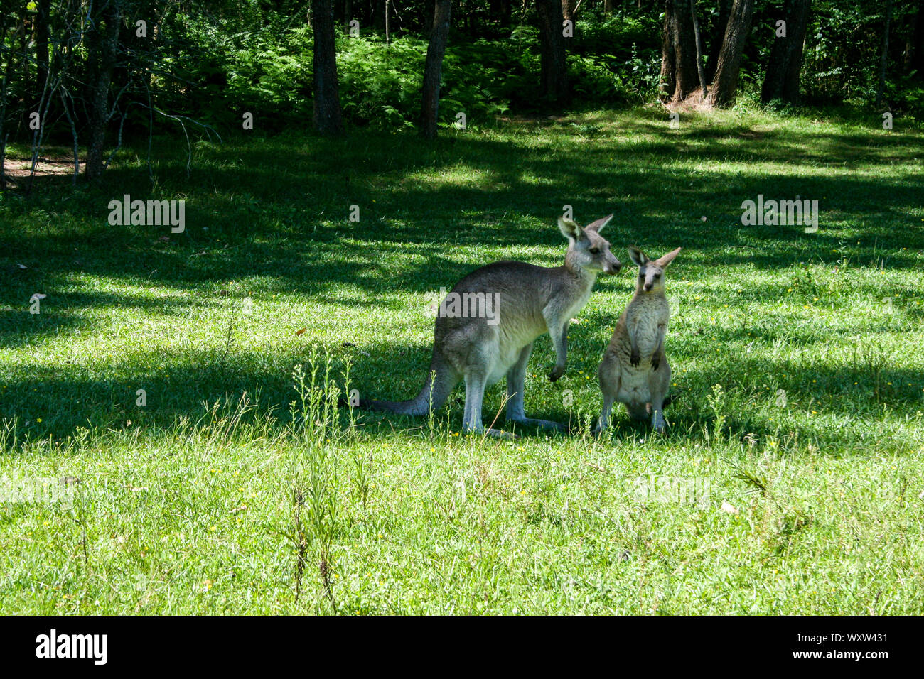 Coast picnic area australia hi-res stock photography and images - Alamy