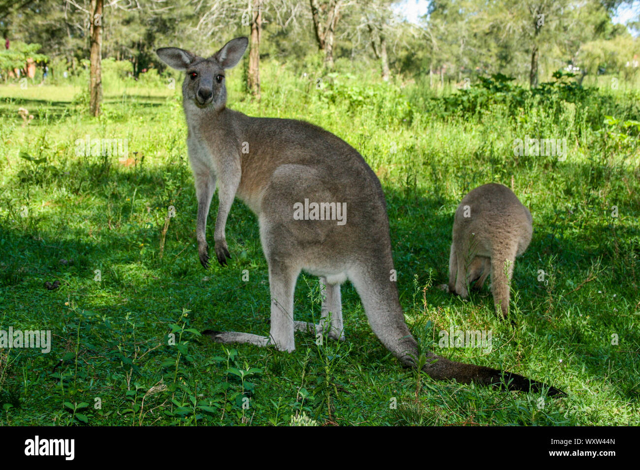 Wild Kangaroos at Morisset Picnic Area, Newcastle, New South Wales ...