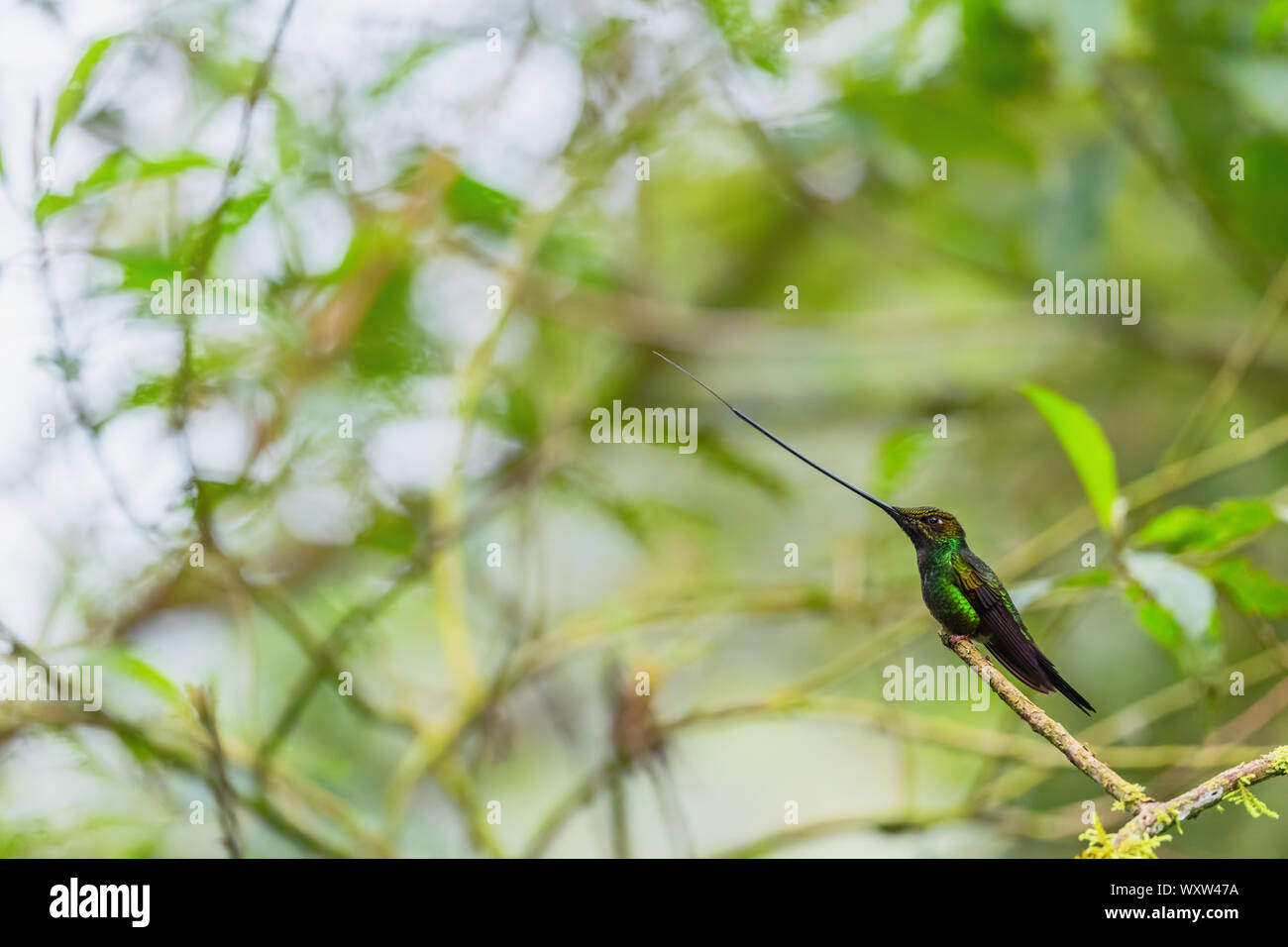 Sword-billed Hummingbird - Ensifera ensifera, popular long beak ...