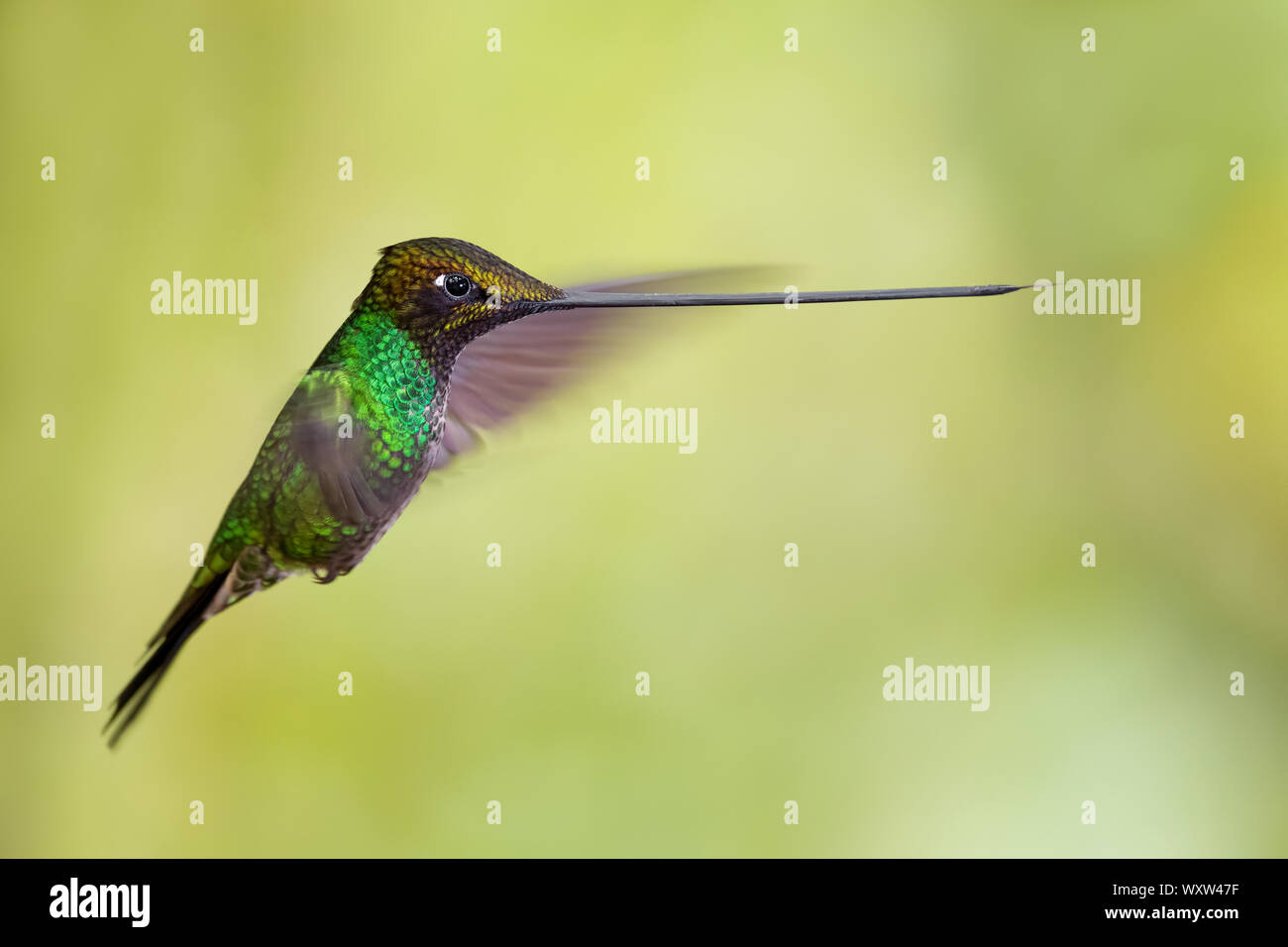 Sword-billed Hummingbird - Ensifera ensifera, popular long beak ...