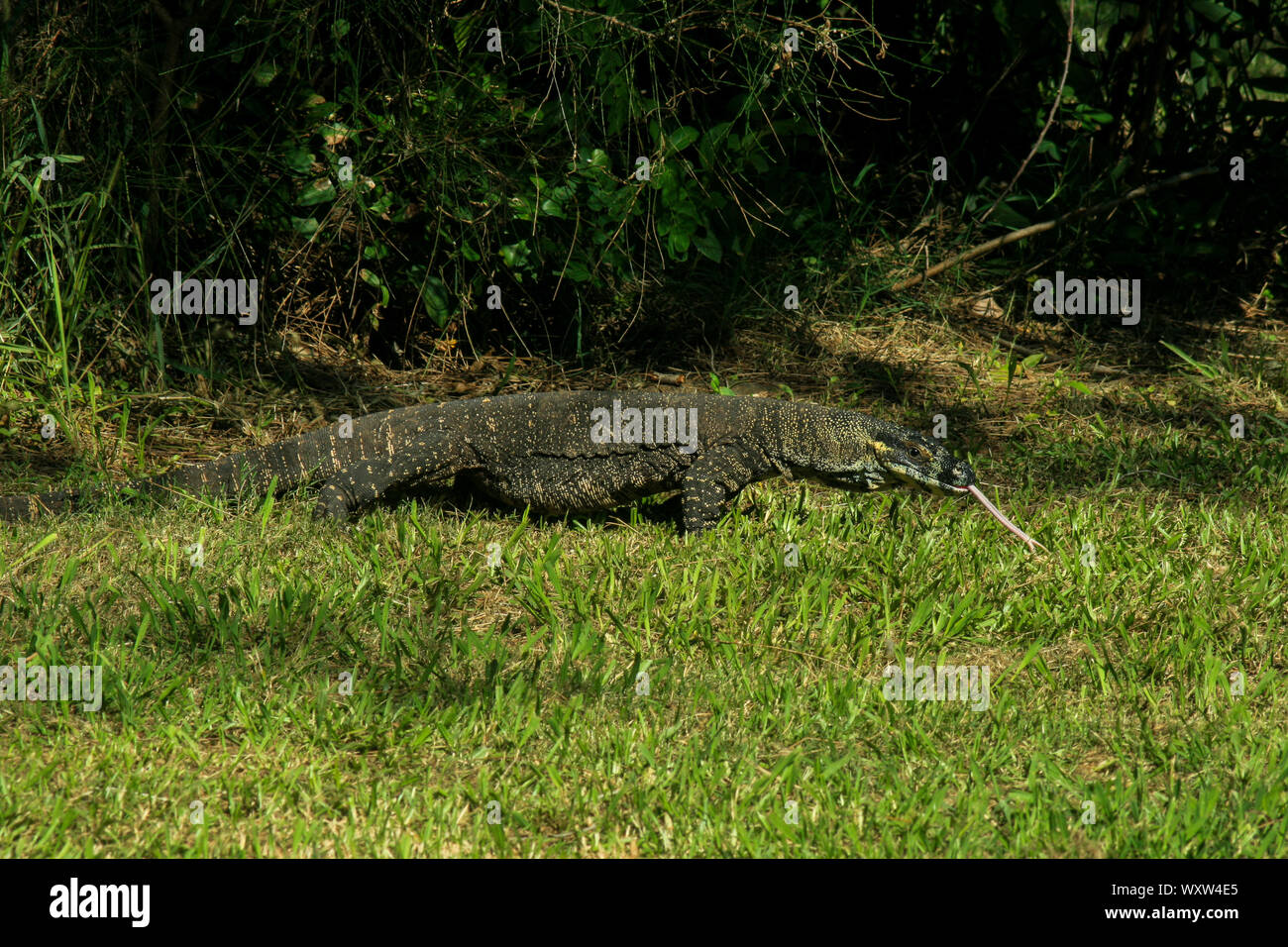 Species of monitor lizard hi-res stock photography and images - Alamy