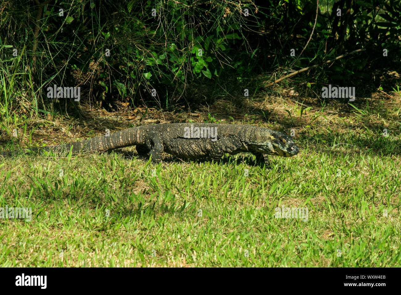Species of monitor lizard hi-res stock photography and images - Alamy