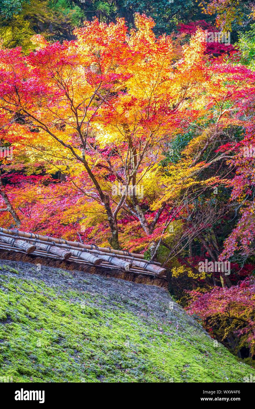 Fallcolours hi-res stock photography and images - Alamy