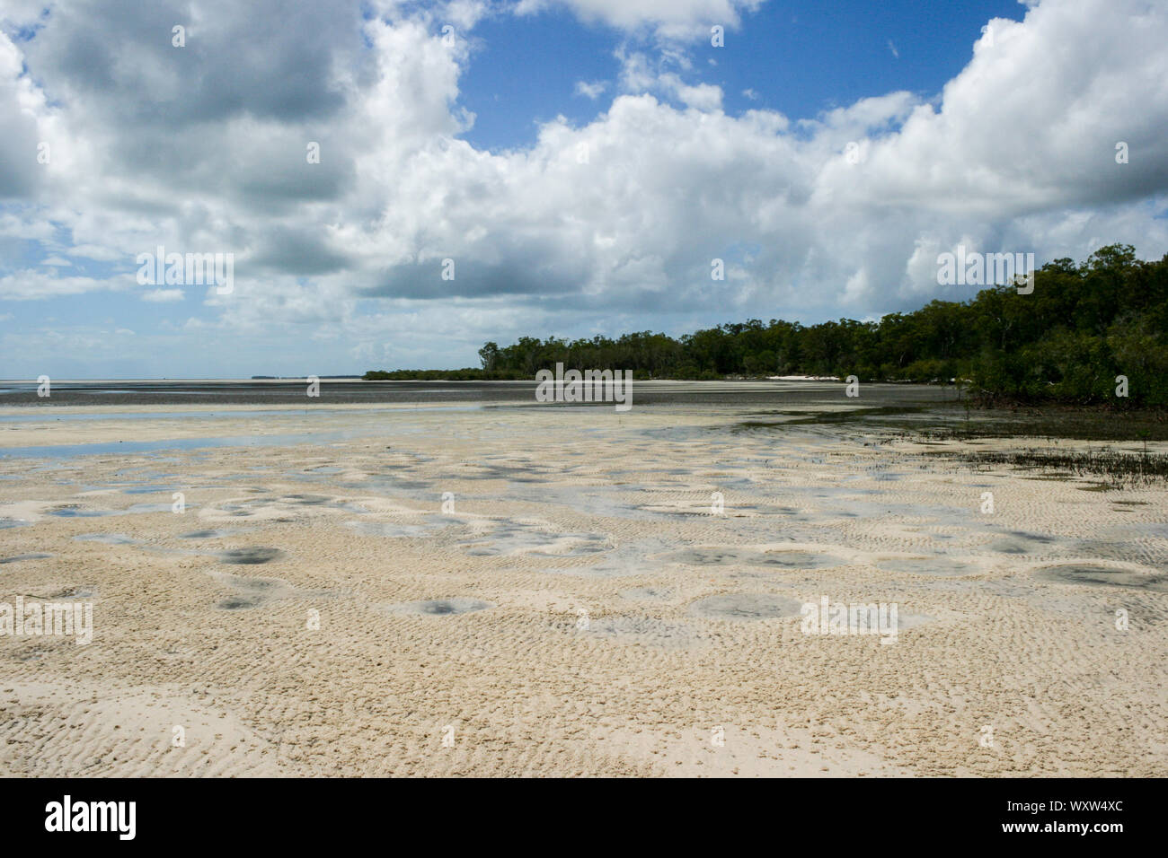 East coast beach with mangroves at Fraser Island, Queensland, Australia ...
