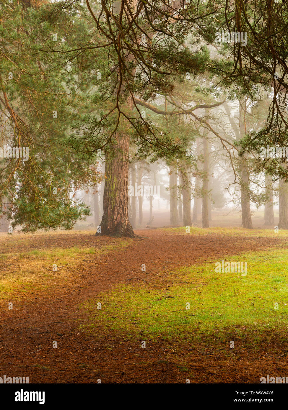 Woodland forest in mist and fog with pine trees and path during autumn ...