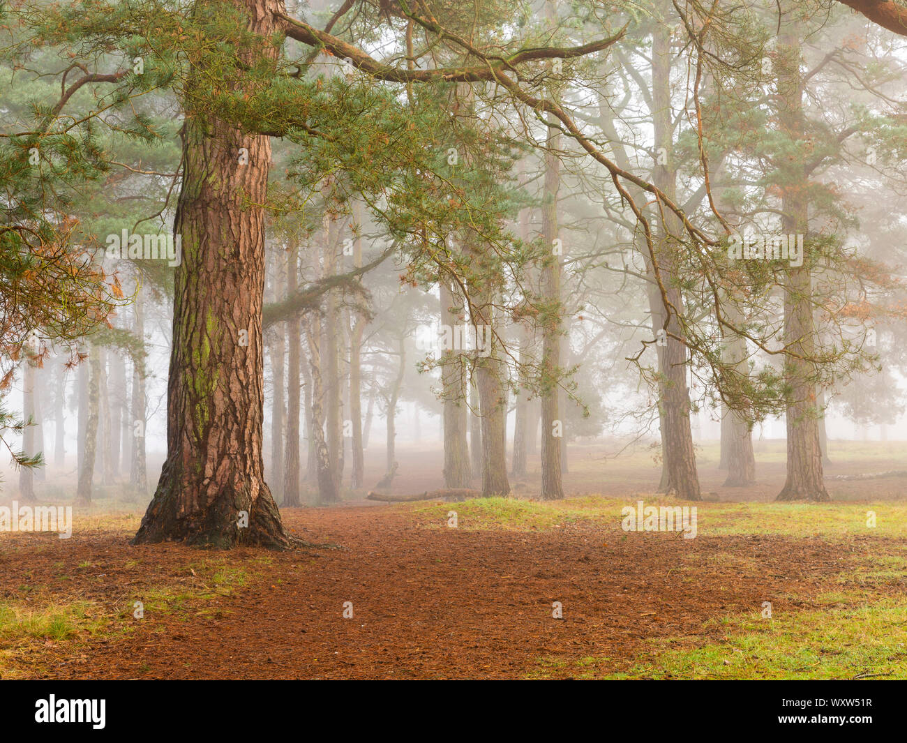 Mist pine trees man hi-res stock photography and images - Alamy