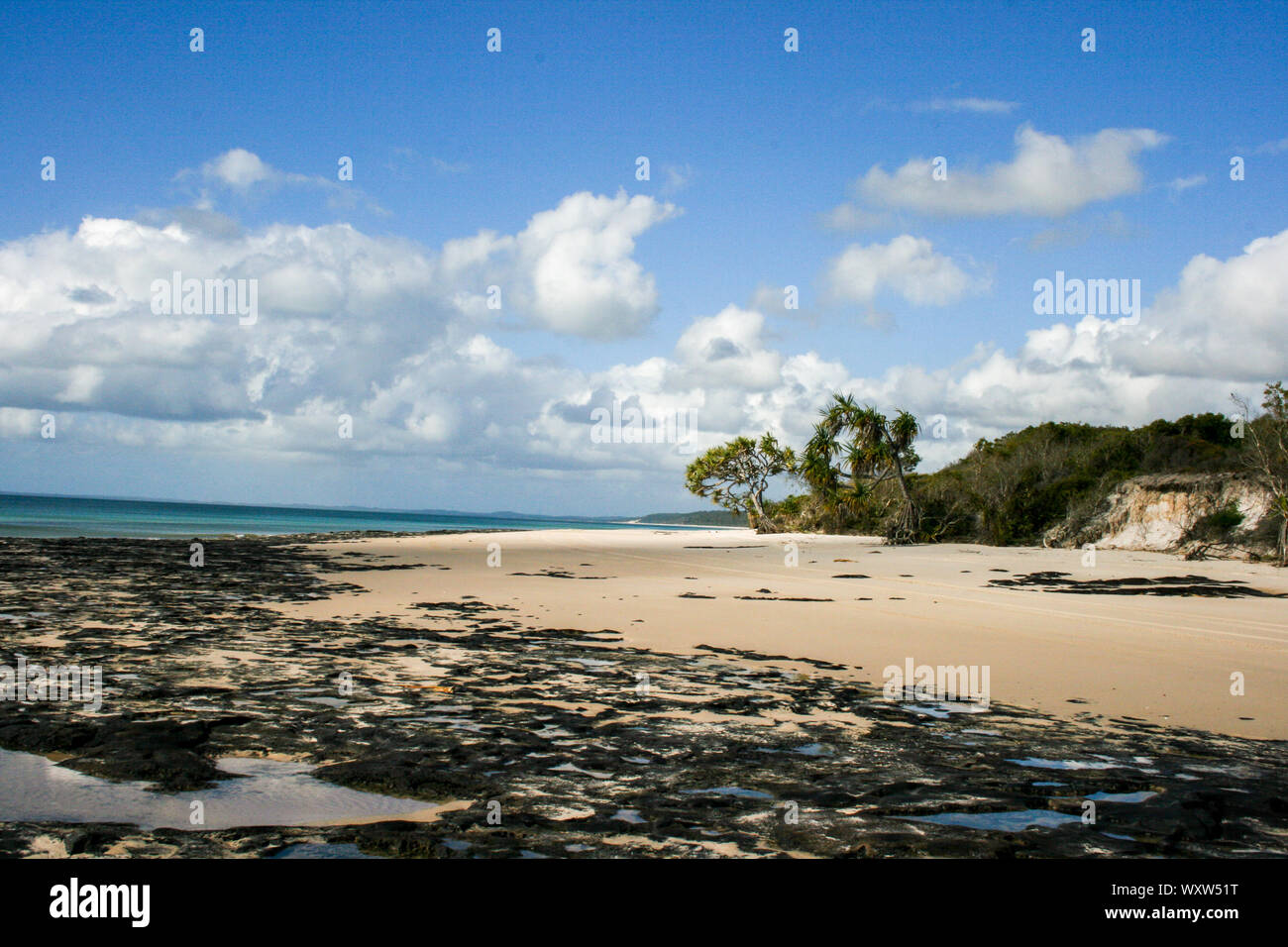 East coast beach with mangroves at Fraser Island, Queensland, Australia ...