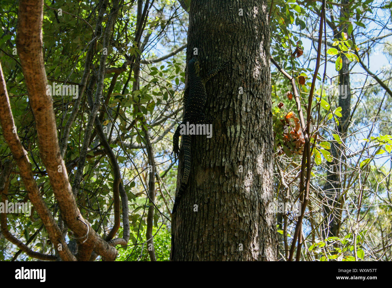 Monitor Lizard climbing a tree on Fraser Island, Queensland, Australia ...