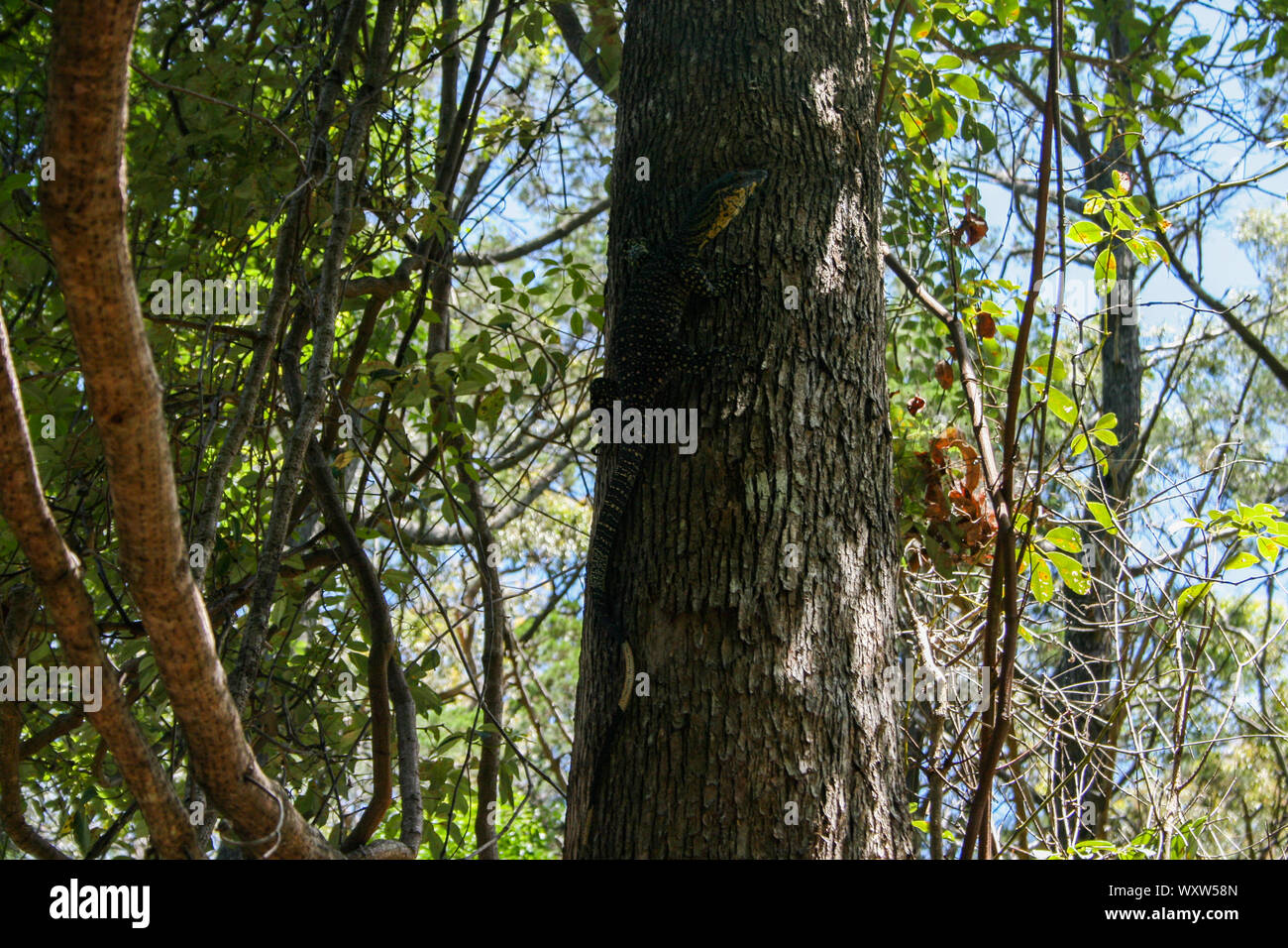 Monitor Lizard climbing a tree on Fraser Island, Queensland, Australia ...