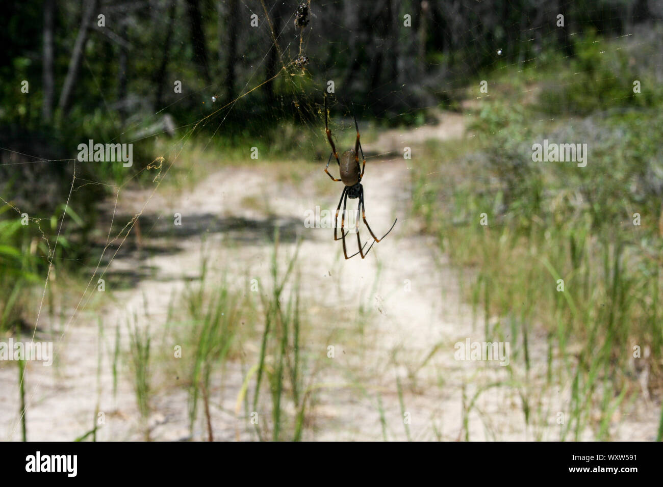 Golden Orb Spider and Web on Fraser Island, Queensland, Australia ...