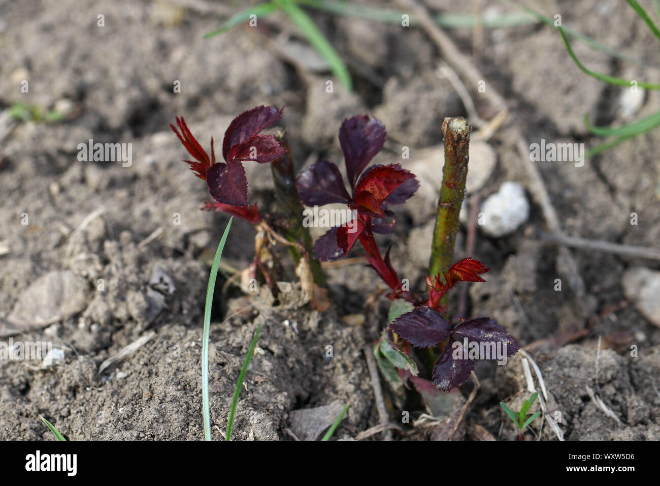 Rose seedling hi-res stock photography and images - Alamy