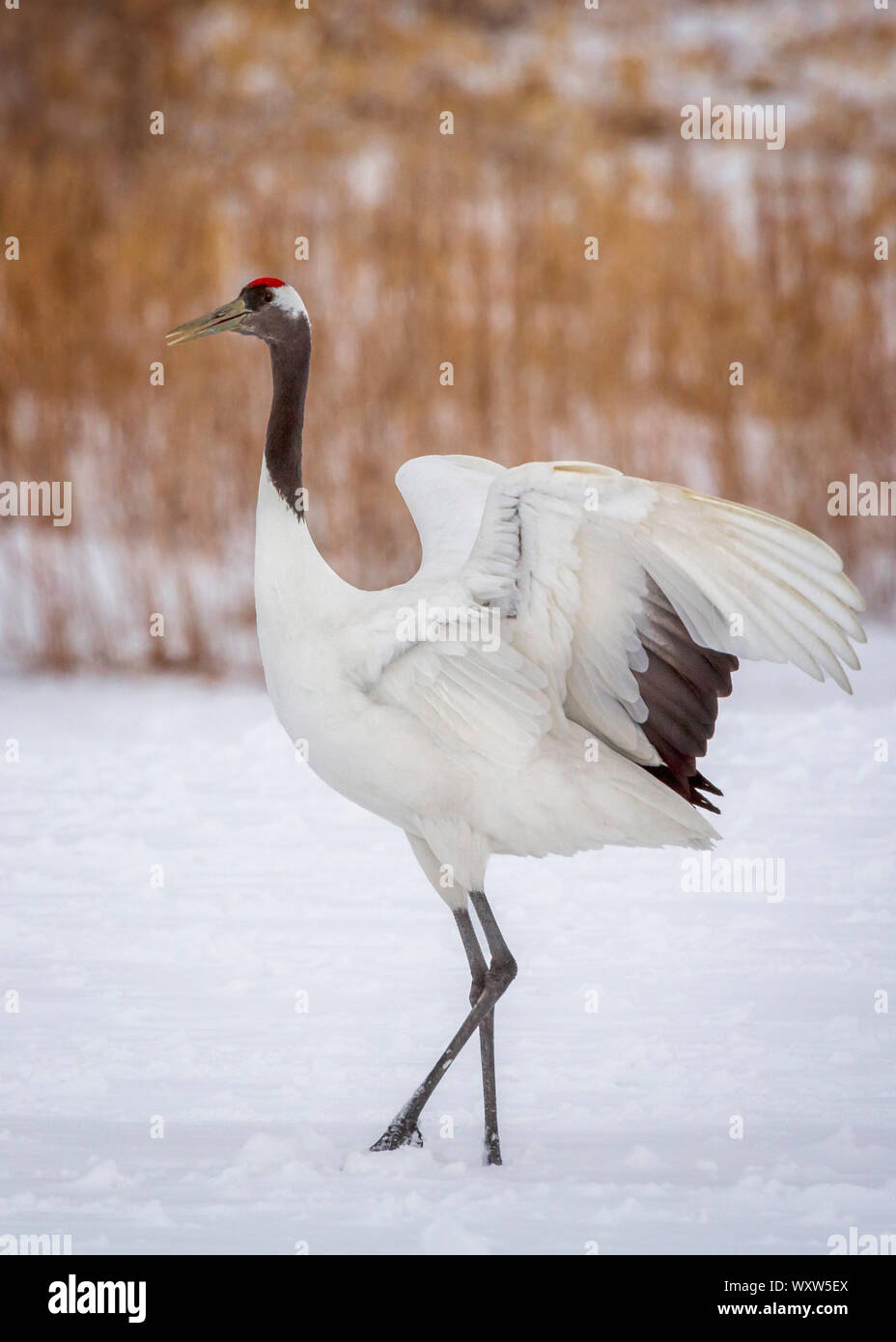 red crowned cranes dancing display, Hokkaido Stock Photo - Alamy