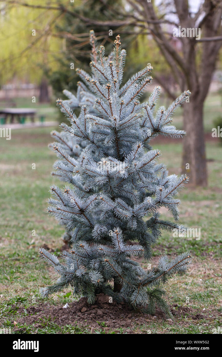 Young blue spruce tree in the park Stock Photo - Alamy