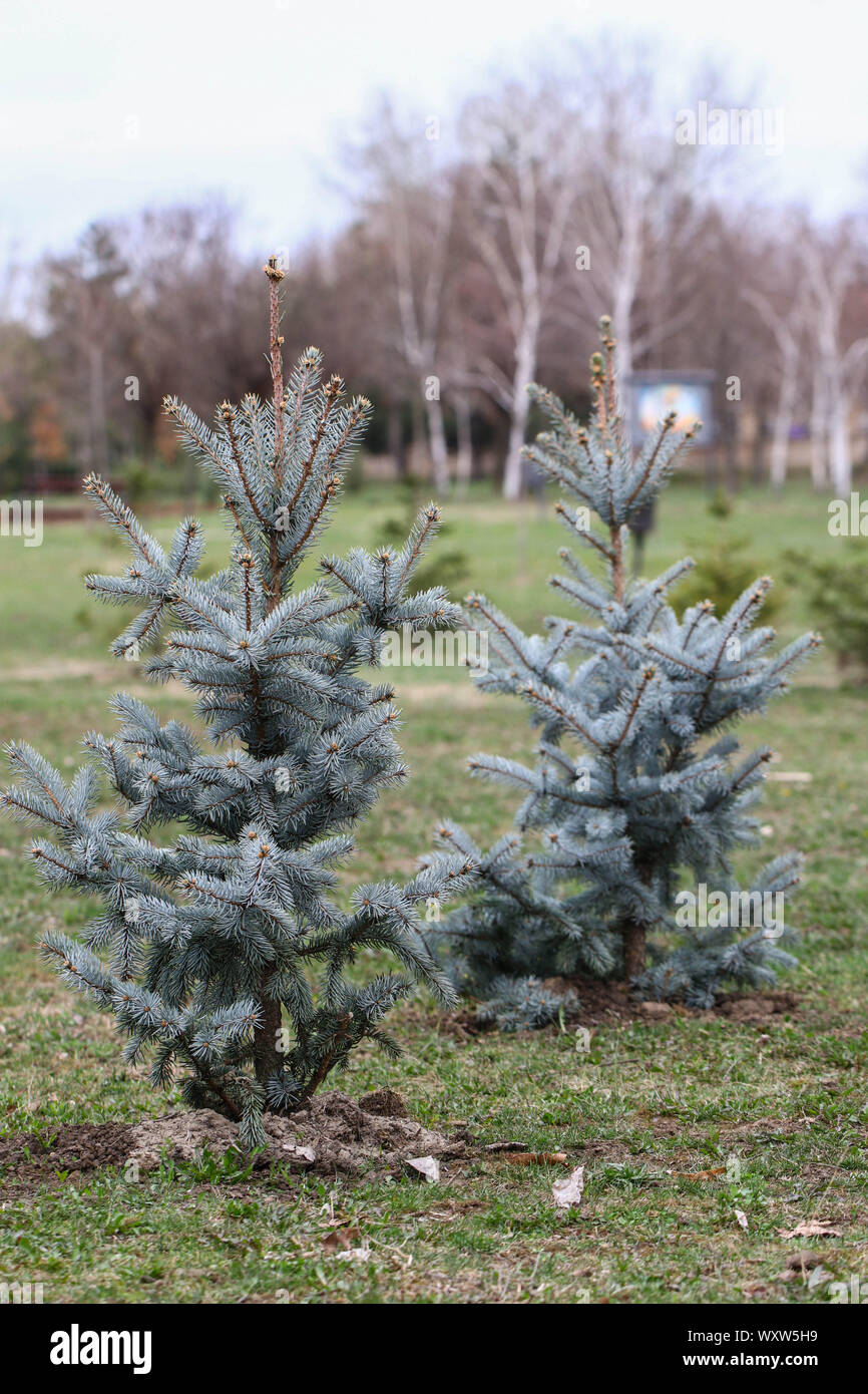 Blue spruce tree hi-res stock photography and images - Alamy