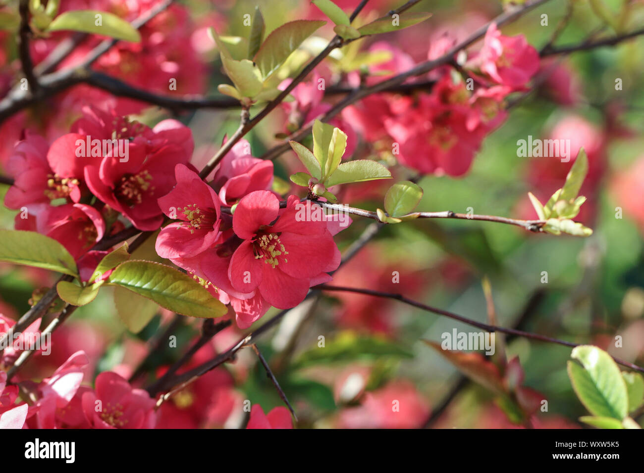 Flowering Japanese Quince Stock Photo - Alamy